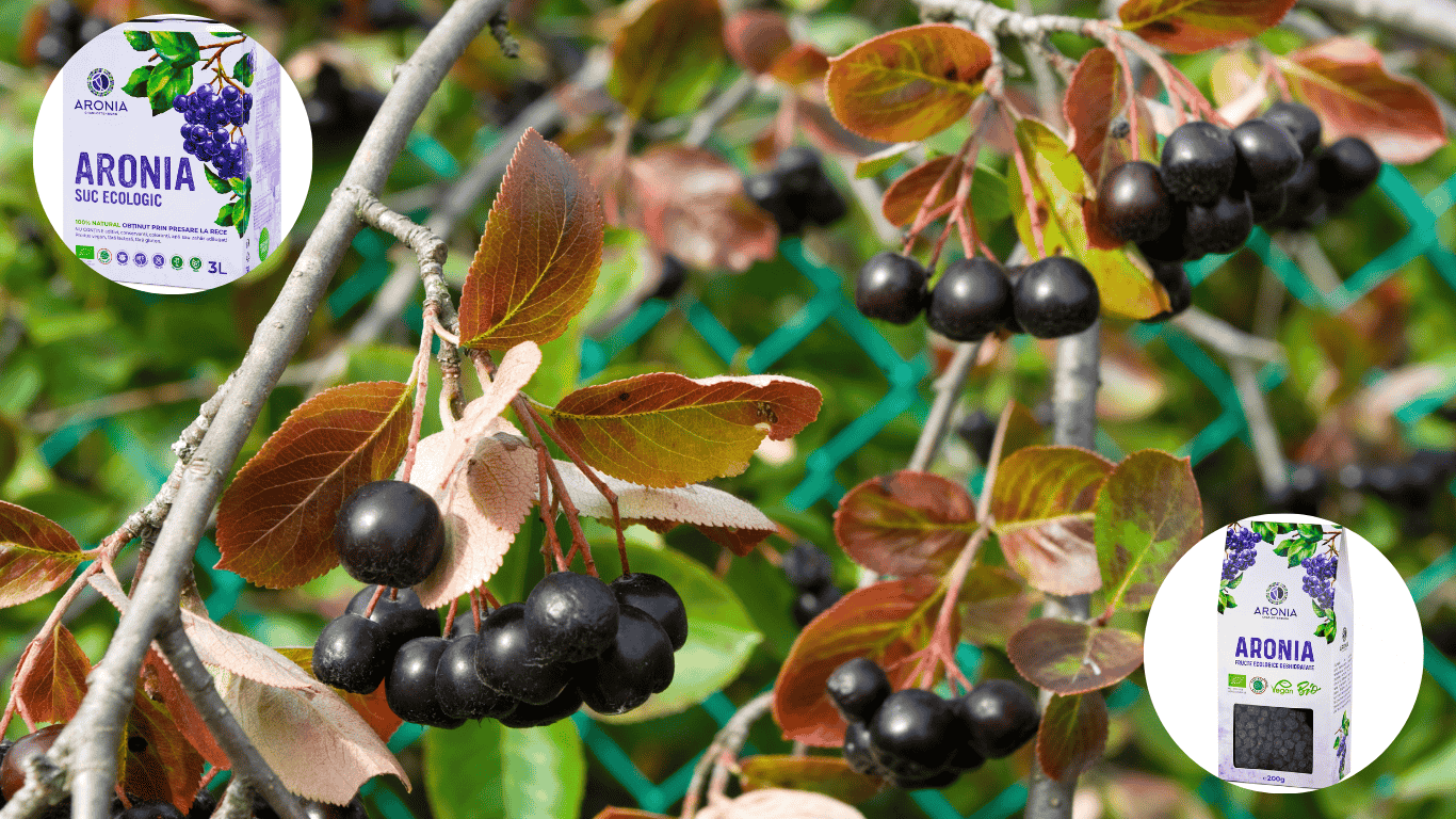 🫐 Aronia: Beneficii și Proprietăți ale Super-Fructului