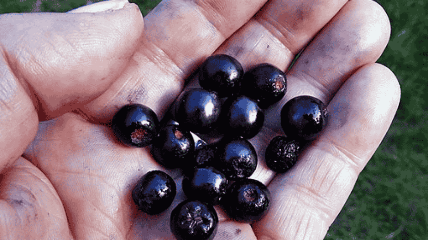 Fructe de Aronia Beneficii - 12 Efecte Dovedite Științific
